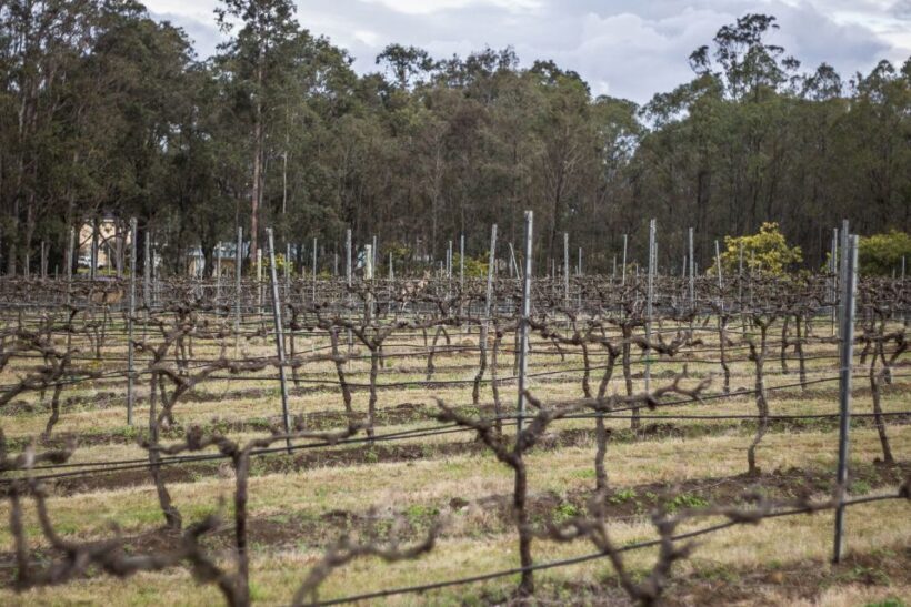Sydney: Chef-Led Hunter Valley Food & Wine Tour - Key Points