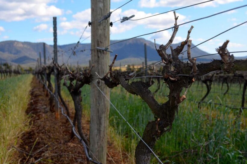 Sydney: Chef-Led Hunter Valley Food & Wine Tour - Wildlife Encounters and Scenic Beauty