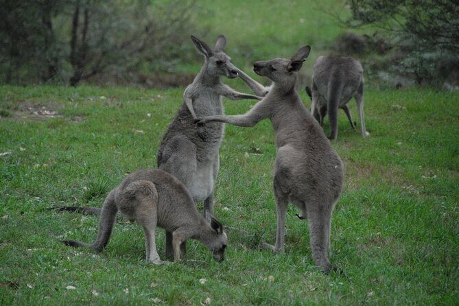 Sydney City and Blue Mountains in One Day Private Tour - FAQ