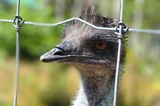 Sydney City Roots and Wildlife Trails of Cape Breton Island - FAQs