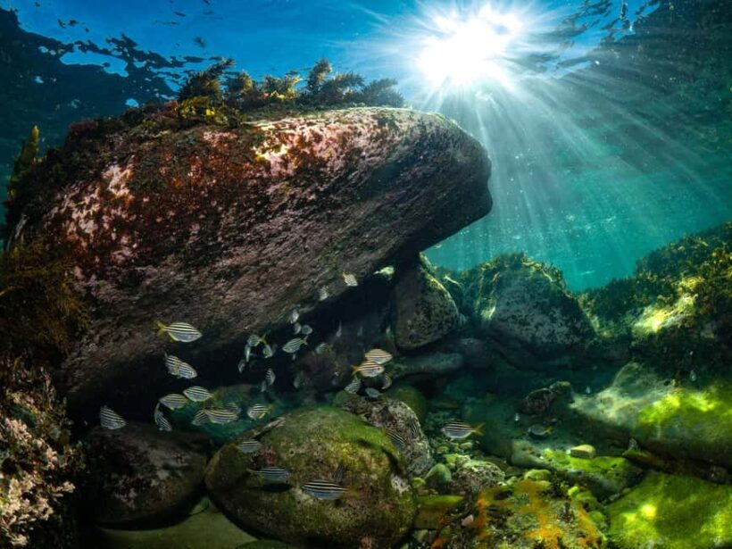 Sydney: Discover Scuba Dive at Australia's most Iconic Beach - Why This Experience Offers Great Value