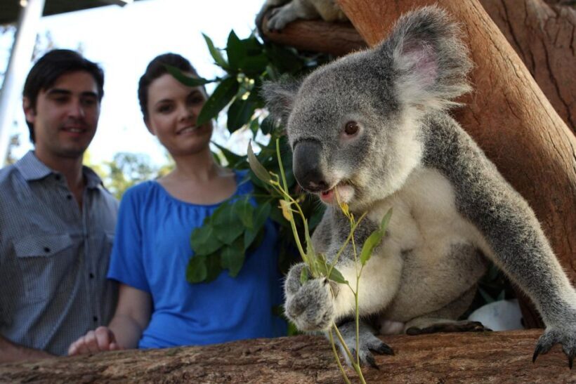 Sydney Explorer Pass: Save up to 50%* on Attraction Tickets - Value and Practicality