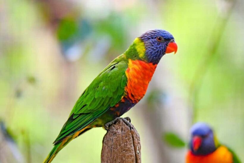 Sydney: Featherdale Wildlife Park Private Tour - Key Points