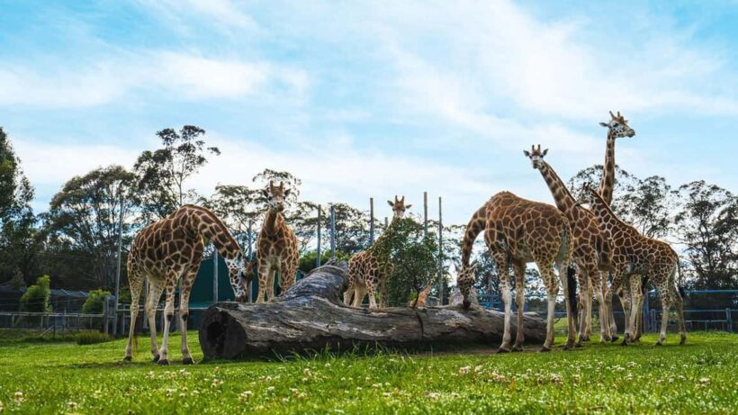 Sydney: Featherdale Wildlife Park Private Tour - An Honest Look at the Featherdale Wildlife Park Private Tour
