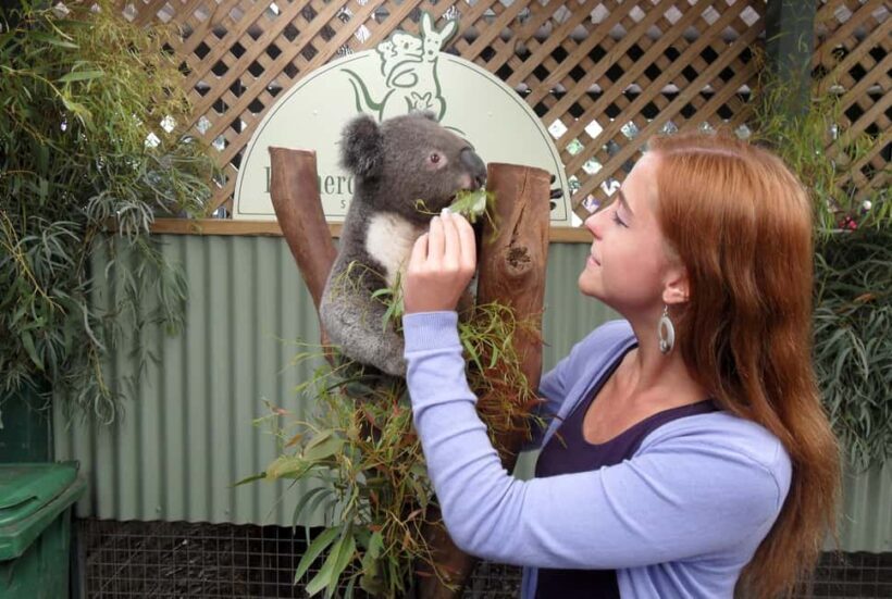Sydney: Featherdale Wildlife Park Private Tour - Final Thoughts: Who Is This Tour Best For?
