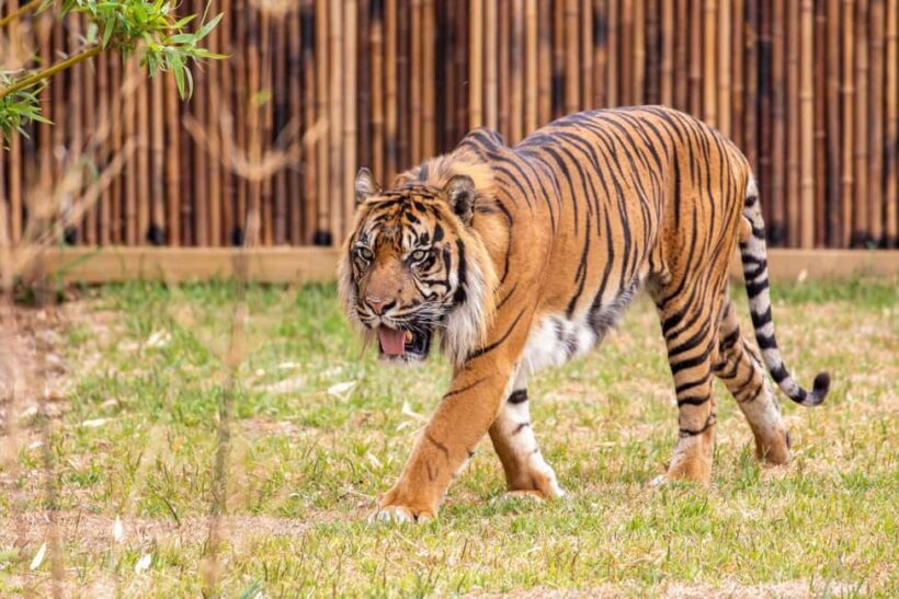 Sydney: Featherdale Wildlife Park Private Tour - FAQ