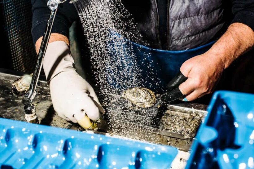 Sydney: Fish Market Food Tour - What To Expect During the Tour