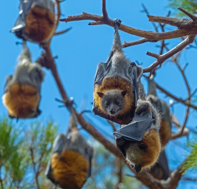 Sydney: Flying Fox Tour, Australia's Largest Bats - Key Points
