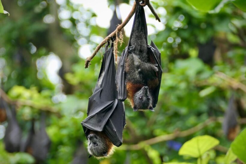 Sydney: Flying Fox Tour, Australia's Largest Bats - Practical Tips for Participants