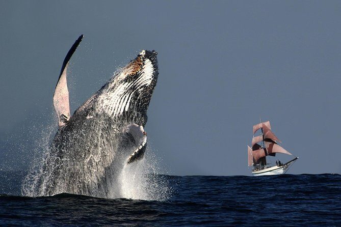 Sydney Harbour Tall Ship Whale & Sail - Whale Watching Cruise - Key Points