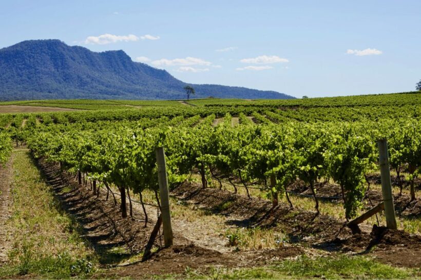 Sydney: Hunter Valley Wineries Day Trip with Food Tastings - Key Points