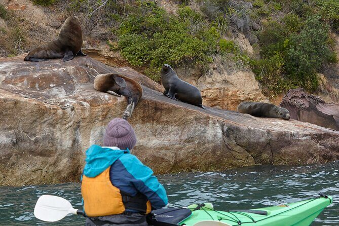 Sydney Kayak Seal Encounter Adventure with Gourmet Food - Key Points