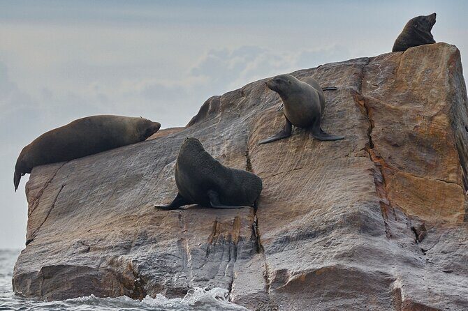Sydney Kayak Seal Encounter Adventure with Gourmet Food - Practical Details That Matter