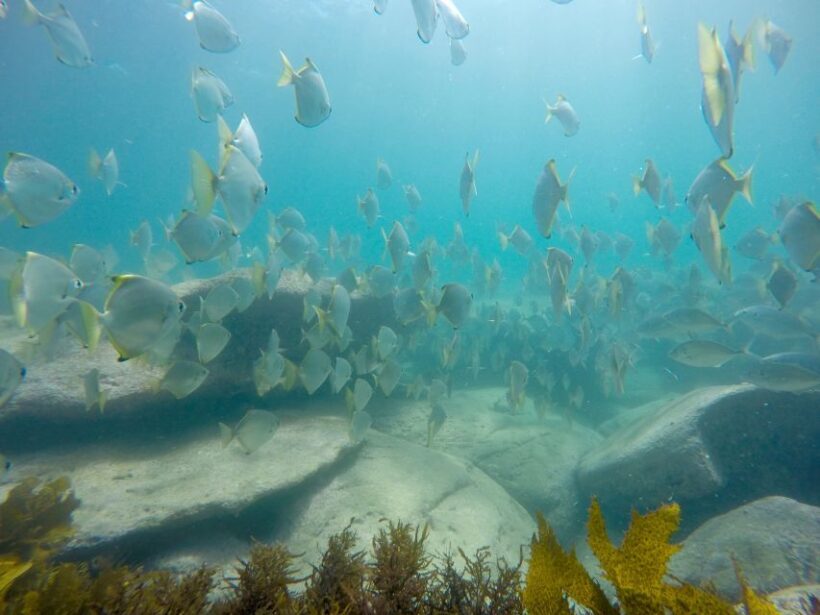 Sydney: Manly and Shelly Beach Snorkeling Tour - Who Should Consider This Tour?