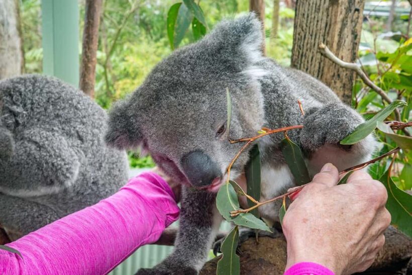 Sydney: Nature and Wildlife - Australia in One Day - A Thorough Look at the Tour Experience