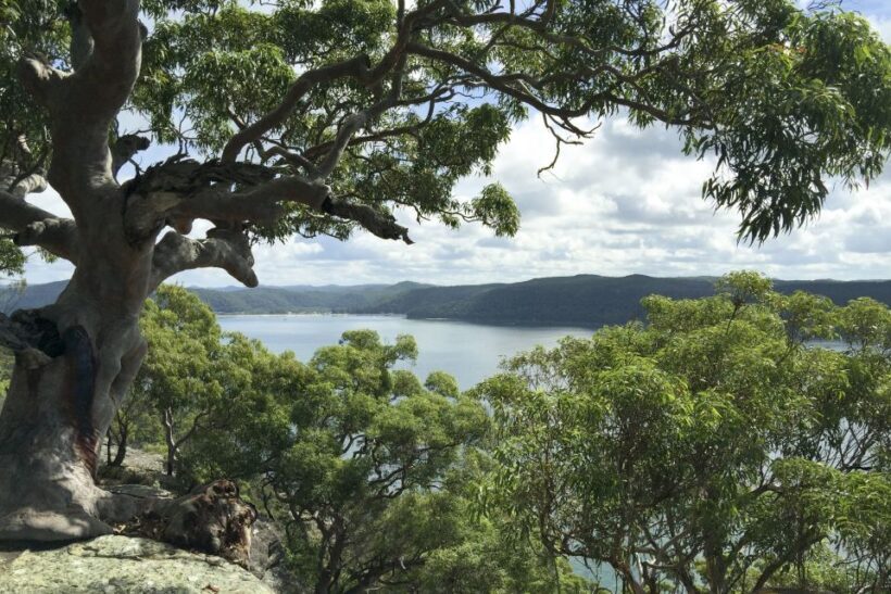 Sydney: Northern Beaches and Ku-ring-gai National Park Tour - The Sum Up