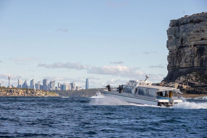 Sydney: Ocean Whale Watching Experience - Key Points