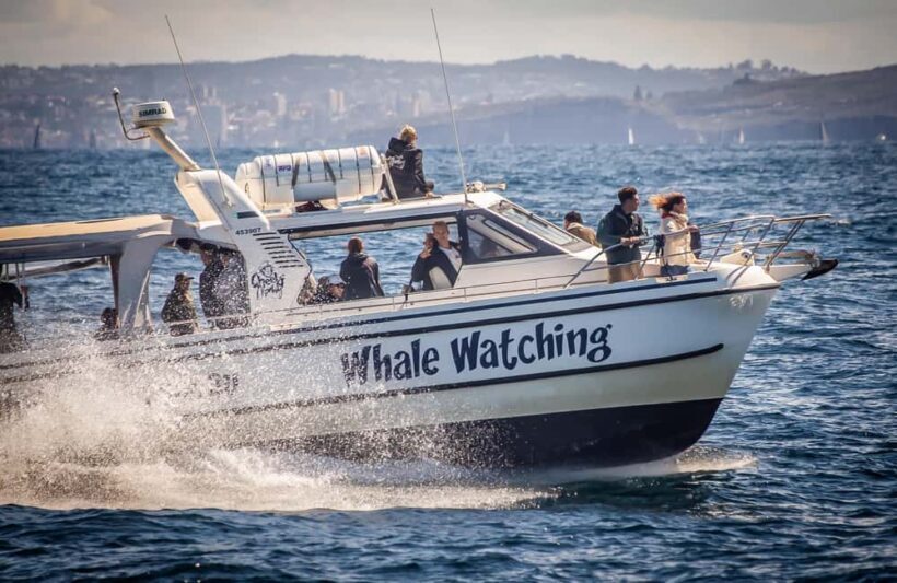 Sydney: Ocean Whale Watching Experience - An In-Depth Look at the Ocean Whale Watching Tour