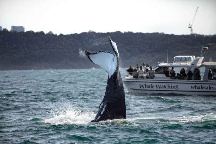 Sydney: Ocean Whale Watching Experience - The Sum Up