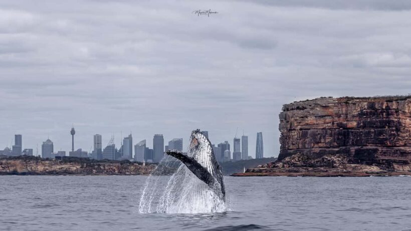 Sydney: Ocean Whale Watching Experience - FAQ