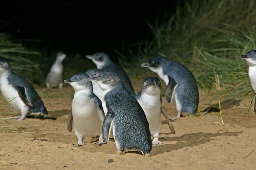 Sydney: Opera House & Featherdale Wildlife Park Tour - Key Points