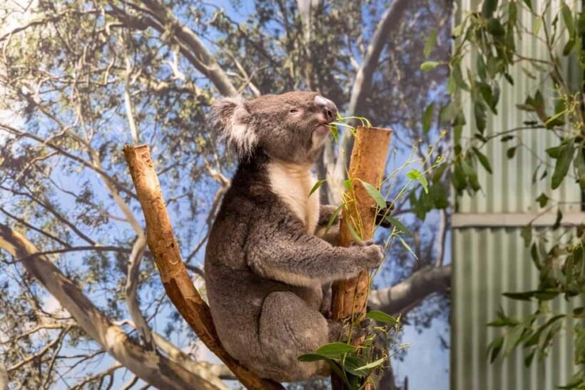 Sydney: Opera House & Featherdale Wildlife Park Tour - FAQ: Your Practical Questions Answered