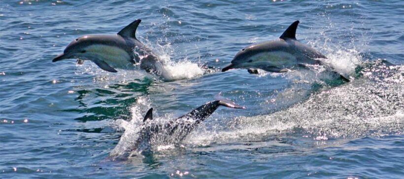 Sydney: Port Stephens Dolphin Cruise & Sandboarding Day Trip - An In-Depth Look at the Tour Experience
