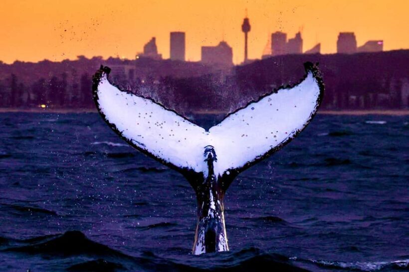 Sydney: Scenic Whale Watching Cruise - Whales Guaranteed - Introduction: A Close Encounter with Majestic Humpback Whales
