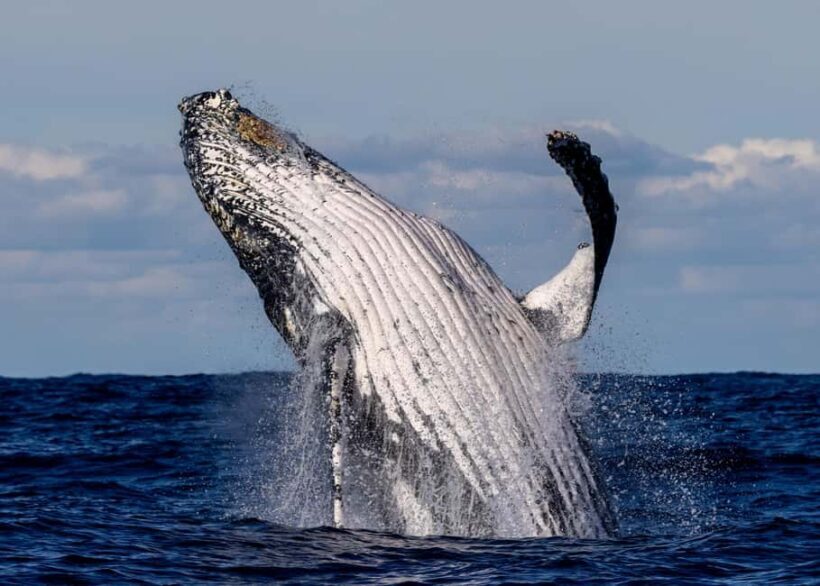 Sydney: Scenic Whale Watching Cruise - Whales Guaranteed - Key Points