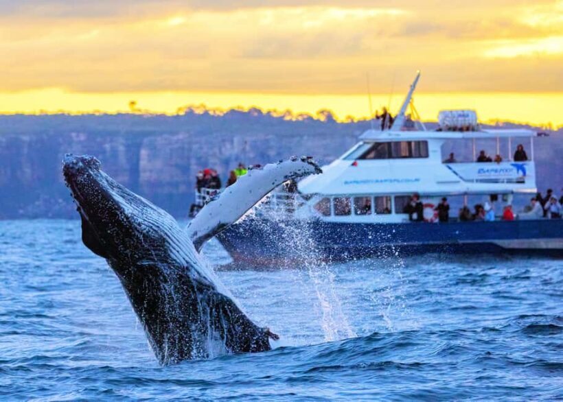 Sydney: Scenic Whale Watching Cruise - Whales Guaranteed - Who Will Love This Tour?