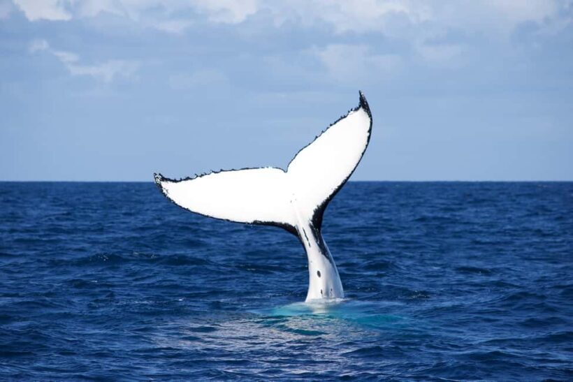 Sydney: Scenic Whale Watching Cruise - Whales Guaranteed - The Bottom Line: Is It Worth It?