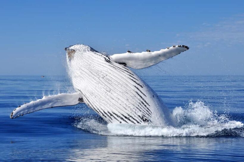 Sydney: Scenic Whale Watching Cruise - Whales Guaranteed - Final Thoughts