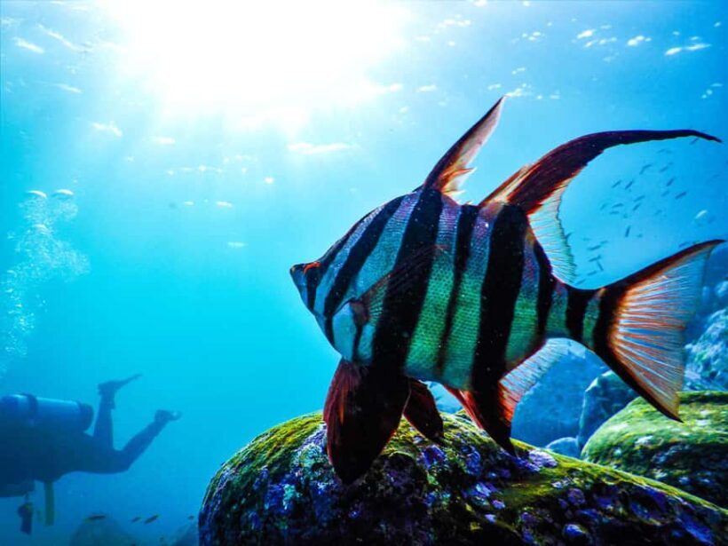 Sydney: Snorkeling Tour for Kids with Private Guide - Who Is This Tour Best Suited For?