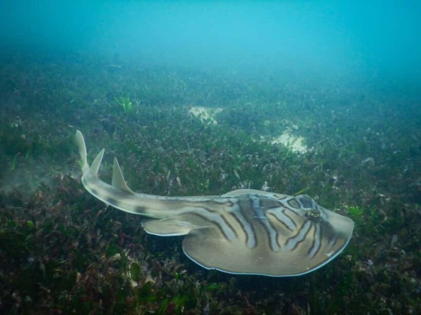 Sydney: Snorkeling Tour for Kids with Private Guide - Final Thoughts