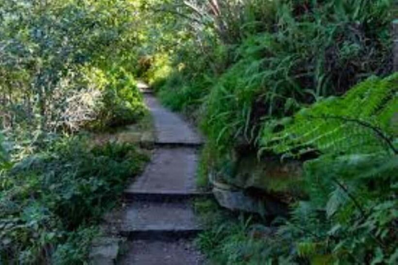 Sydney: Taronga to Balmoral hike with Picnic and painting - Key Points