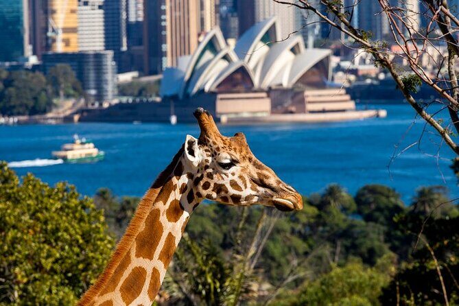 Sydney Taronga Zoo General Entry Ticket - Introduction