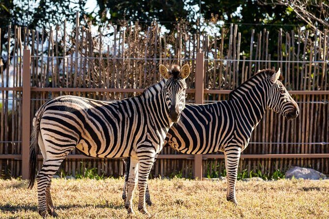 Sydney Taronga Zoo General Entry Ticket - Practical Details: Transport, Timing, and Amenities