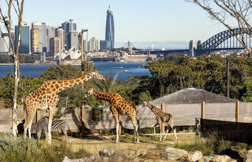 Sydney: Taronga Zoo Ticket with Return Ferry - A Walkthrough of Your Day at Taronga Zoo