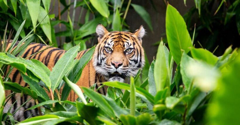 Sydney: Taronga Zoo Ticket with Return Ferry - Who Will Love This Experience?