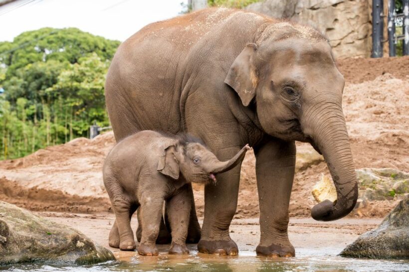 Sydney: Taronga Zoo Ticket with Return Ferry - The Sum Up