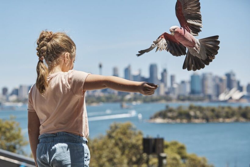 Sydney: Taronga Zoo Ticket with Return Ferry - FAQ