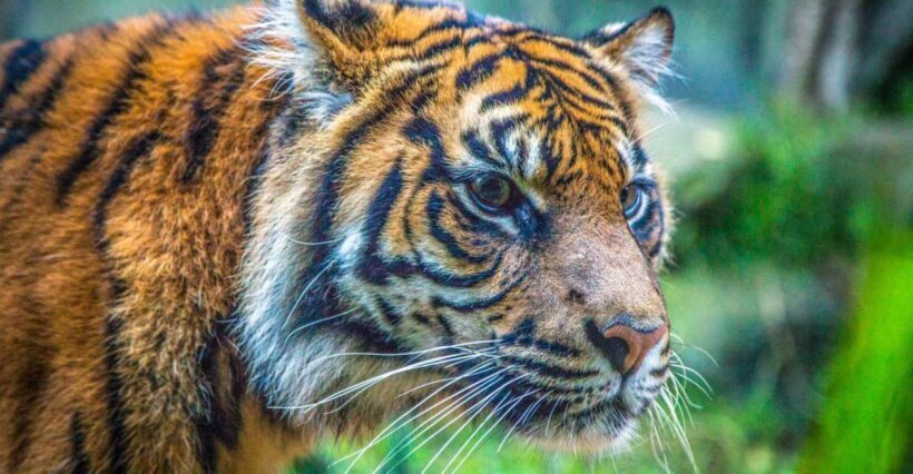 Sydney: Taronga Zoo Tickets - An Honest Look at What to Expect