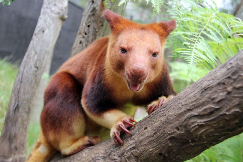 Sydney: Taronga Zoo Tickets - Who Is It Best For?