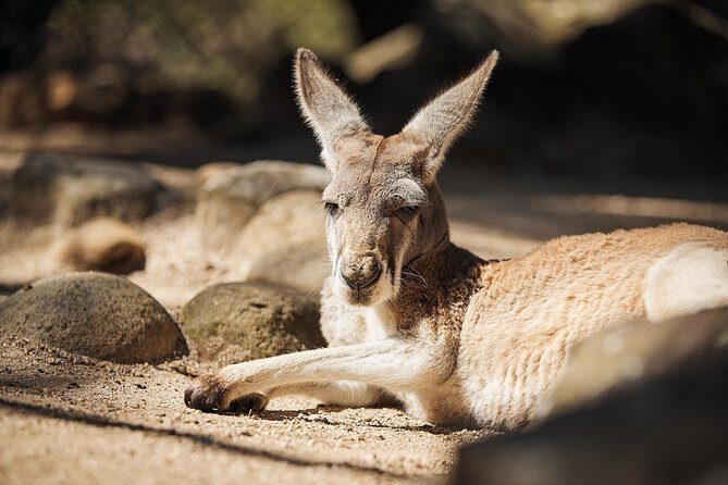 Sydney Taronga Zoo's Aussie Backyard Adventure Tour - The Heart of the Tour: Australian Animals