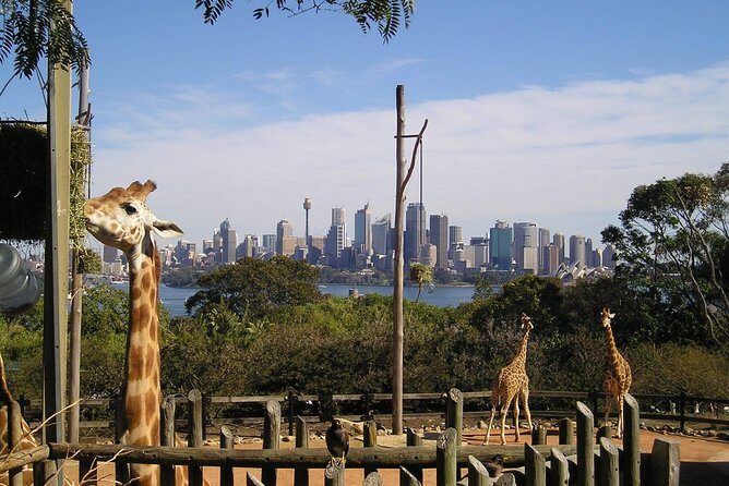Sydney Taronga Zoo's Aussie Backyard Adventure Tour - The Bottom Line: Is It Worth It?