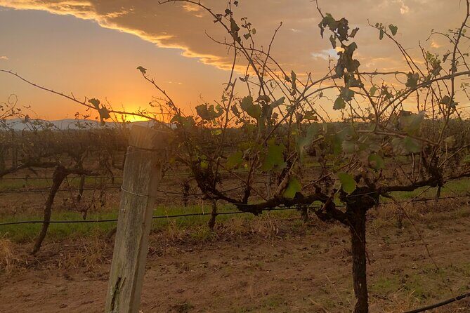 Sydney to Hunter Valley Boutique Tour - Sipping Sparkling at Petersons Wines