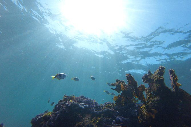 sydney underwater scooter tours - The Review Spotlight: Authentic Perspectives