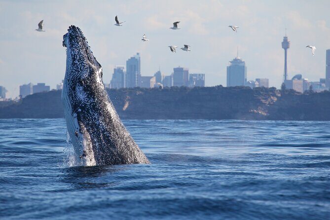 Sydney Whale Watching - 2.5hr Discovery Cruise - Key Points