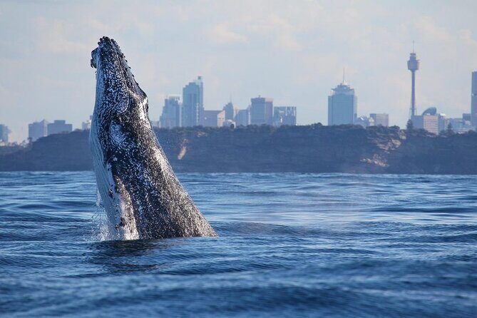 Sydney Whale Watching Adventure Cruise - An Overview of the Whale Watching Cruise Experience
