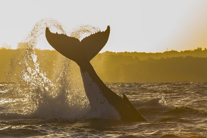 Sydney Whale Watching Adventure Cruise - Who Will Love This Experience?